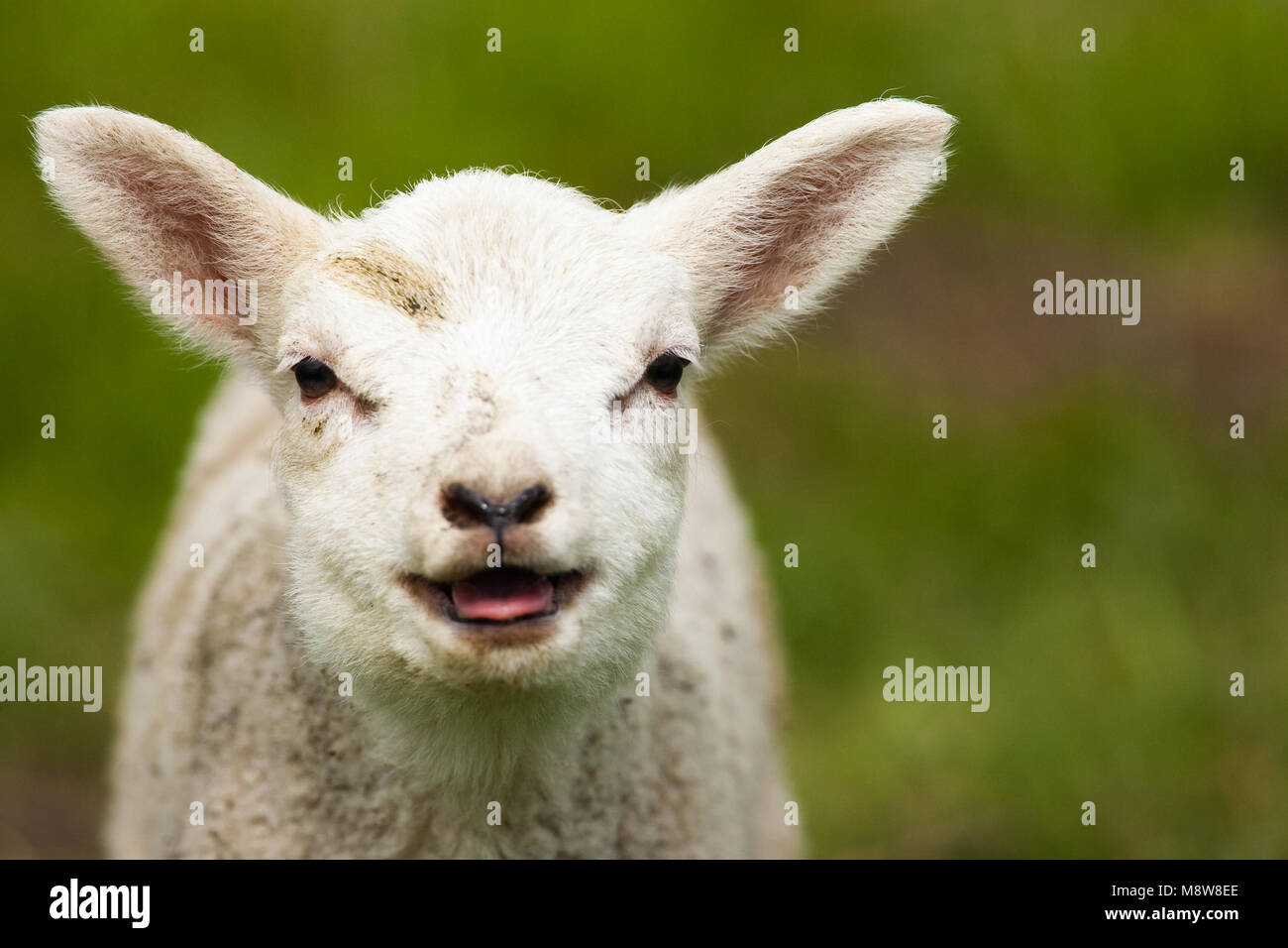 Van lam hi-res stock photography and images - Alamy