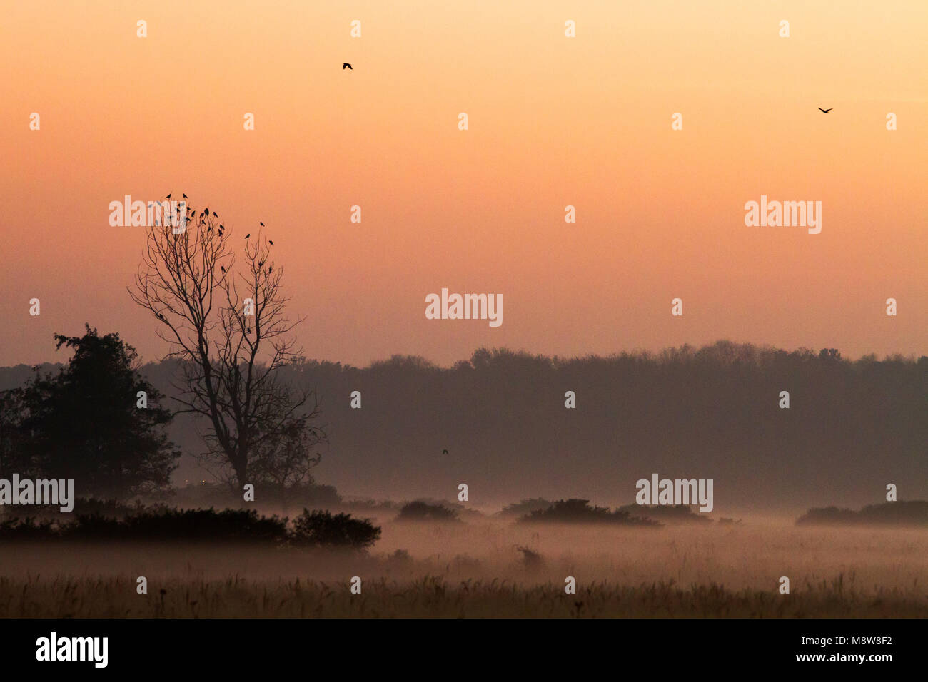 Mistig landschap hi-res stock photography and images - Alamy