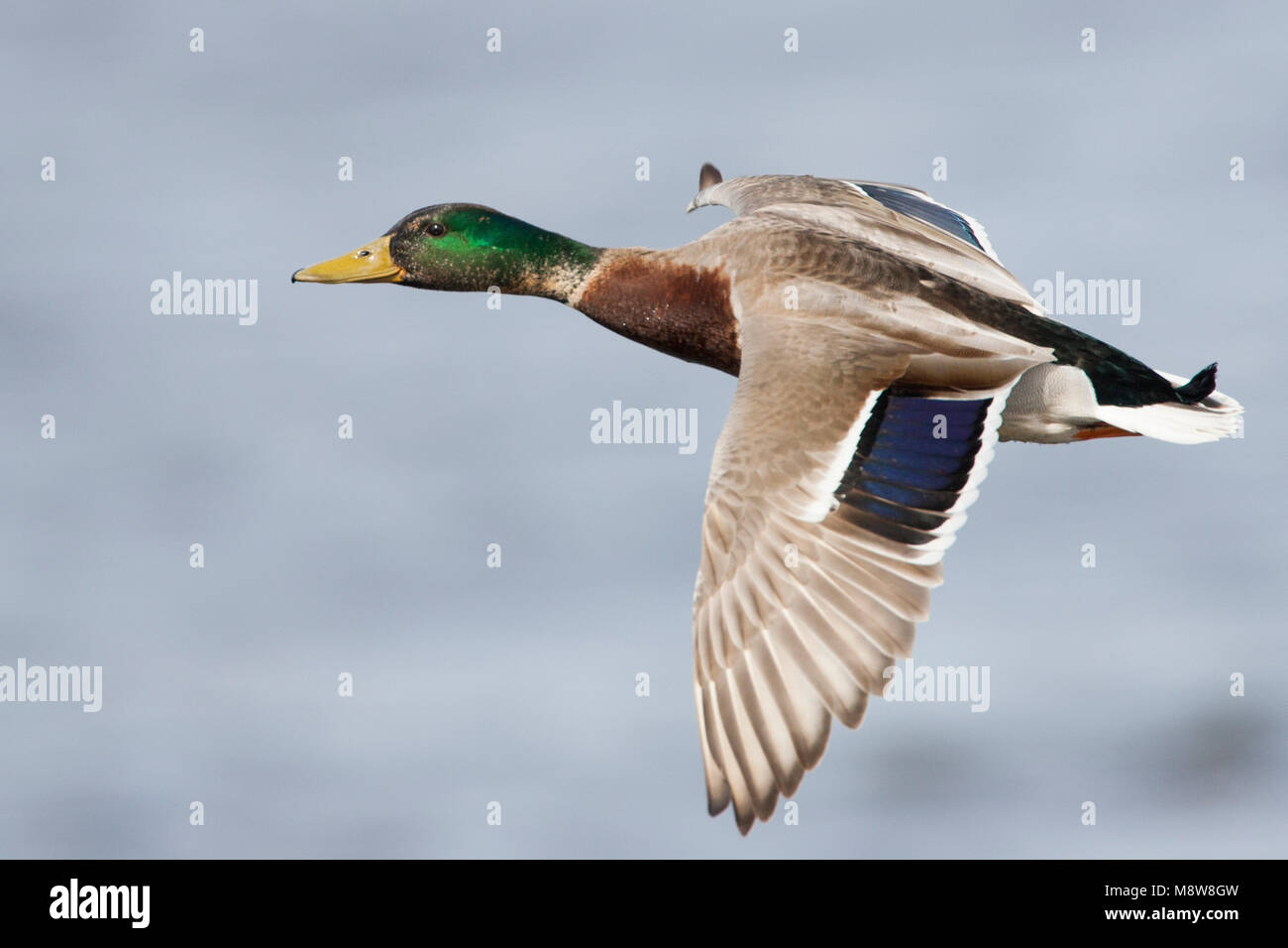 Mallard flying hi-res stock photography and images - Alamy