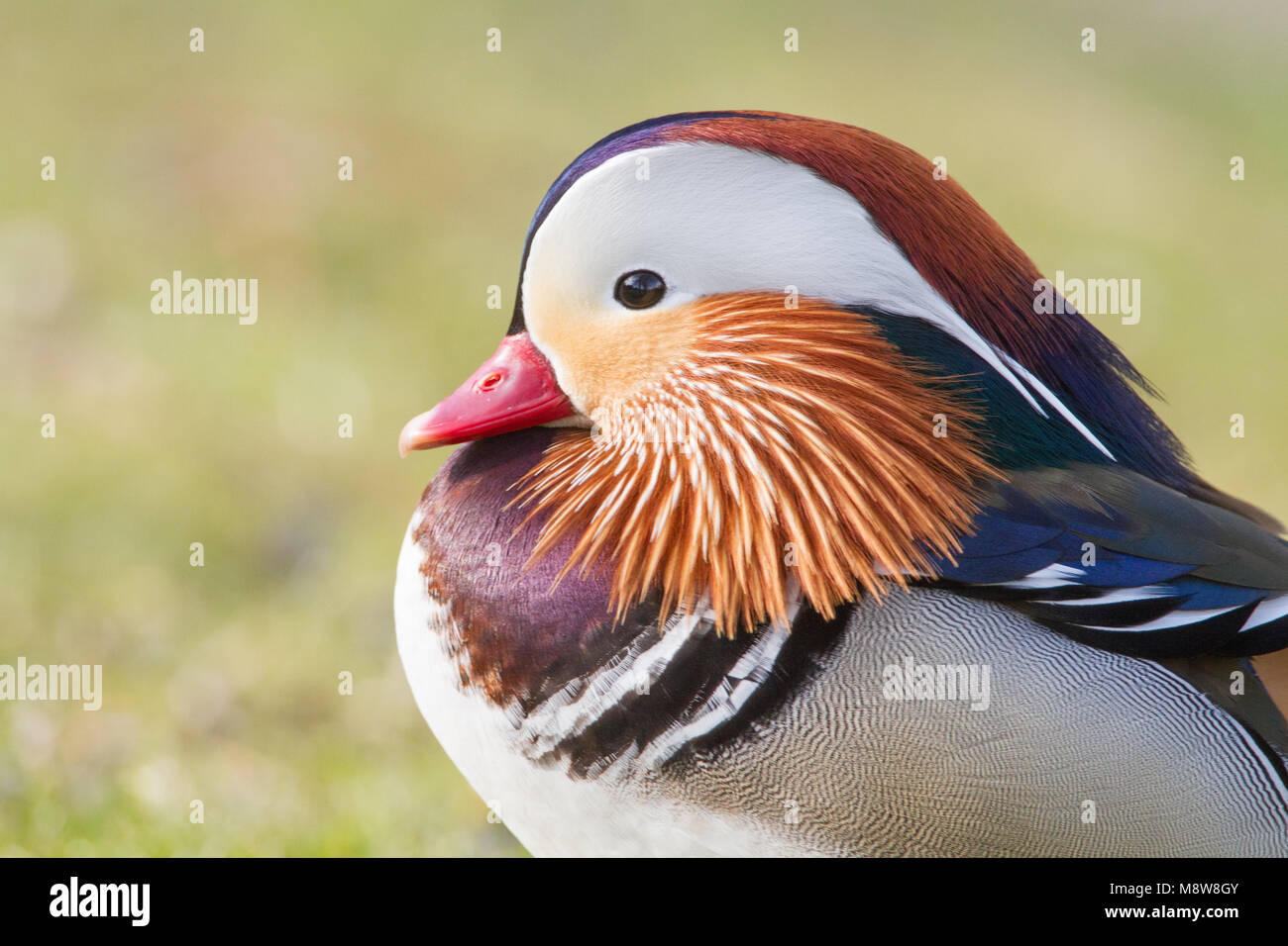 Male Manderin Duck Stock Photo - Alamy