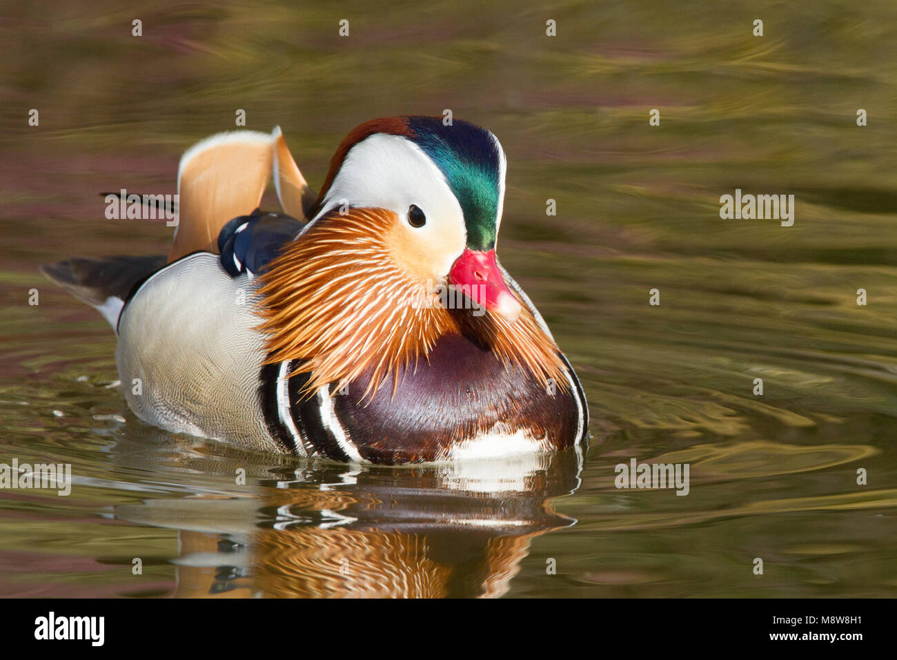 Male Manderin Duck Stock Photo - Alamy