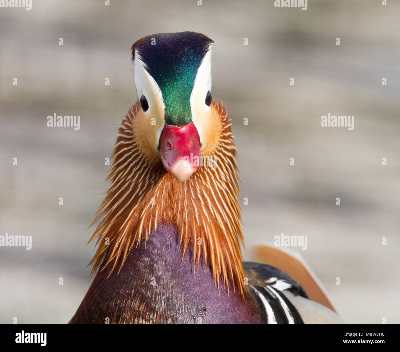 Male Manderin Duck Stock Photo - Alamy