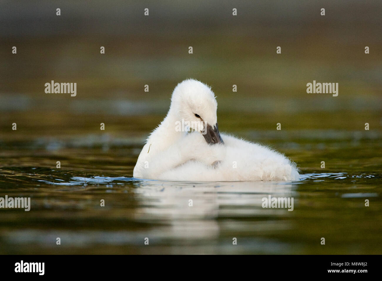 Juvenile swan hi-res stock photography and images - Alamy