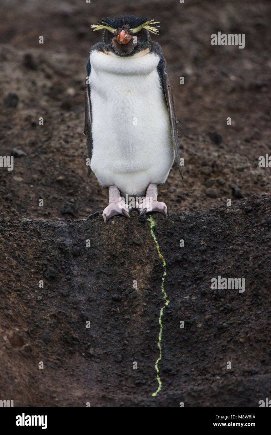 Noordelijke Rotsspringer op Nightingale Island, Northern Rockhopper ...