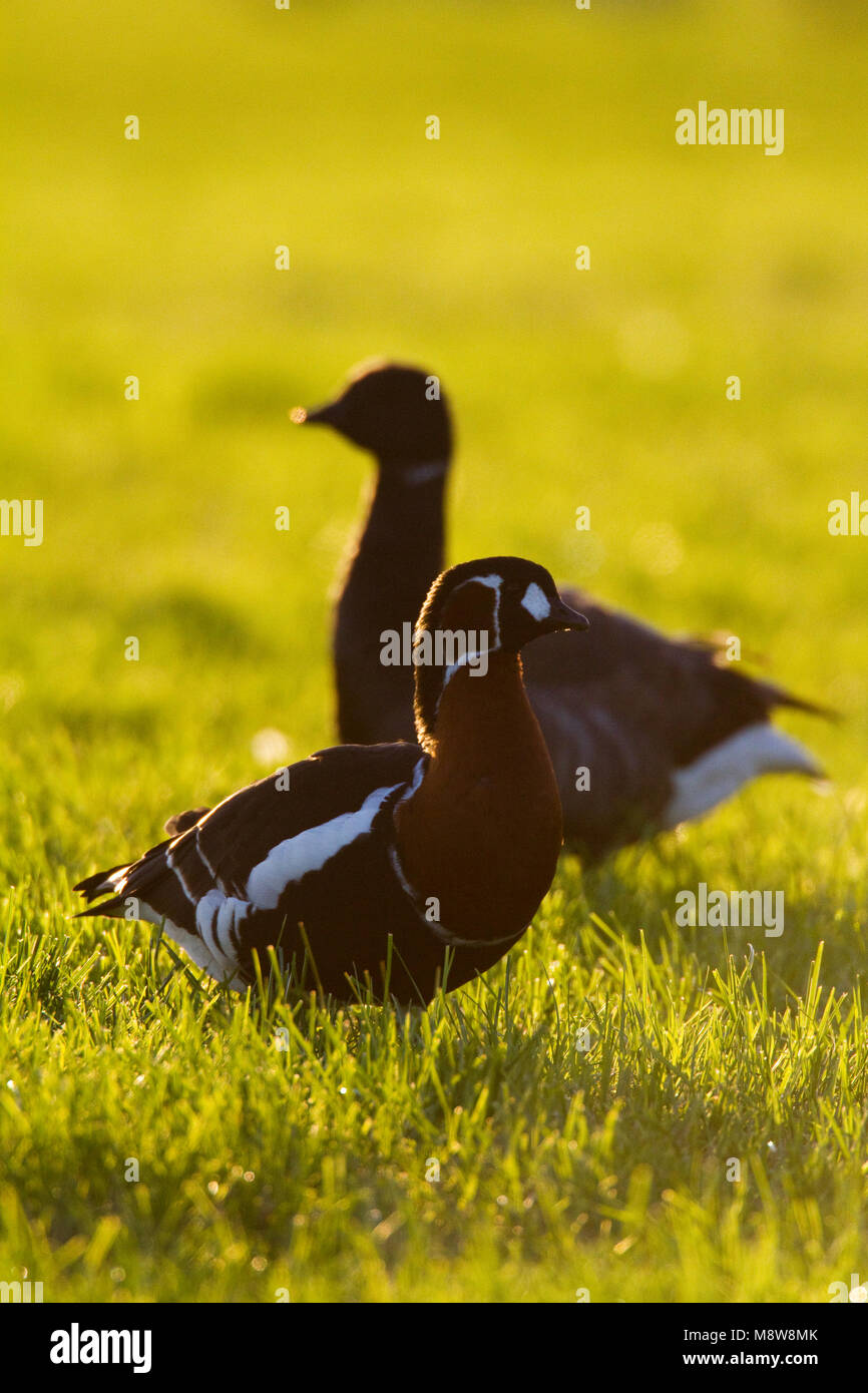 Roodhalsgans in weiland, Red-breasted Goose in meadow Stock Photo - Alamy
