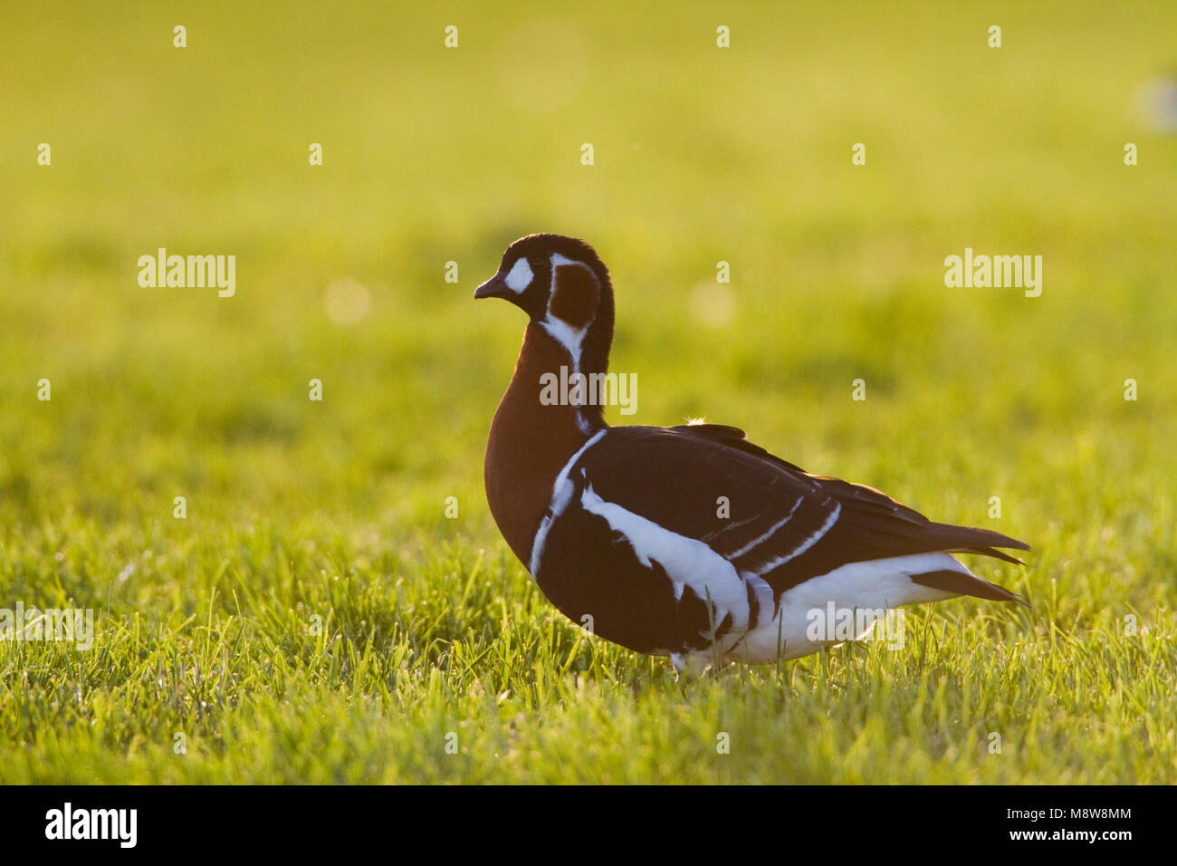 Roodhalsgans in weiland, Red-breasted Goose in meadow Stock Photo - Alamy