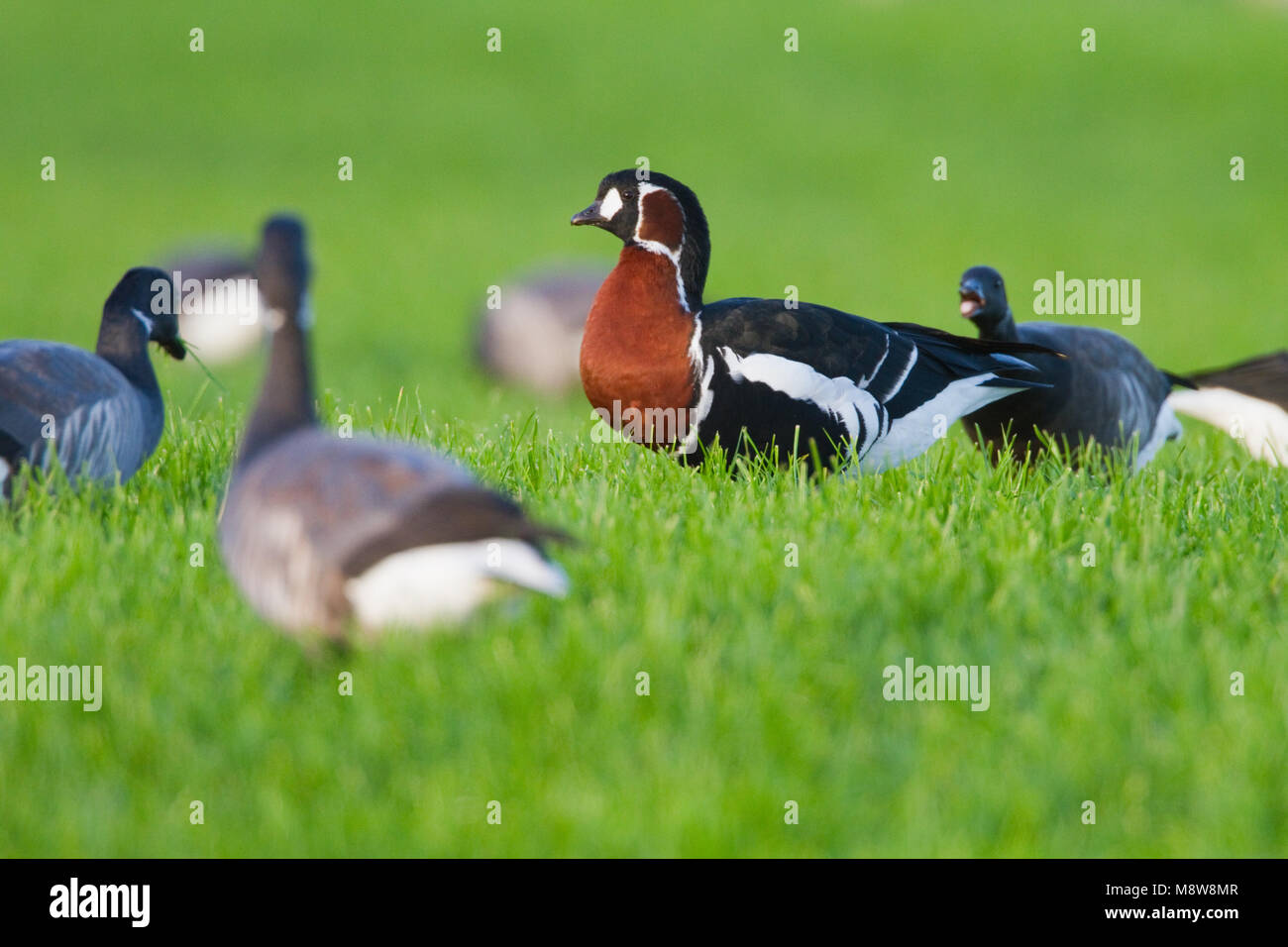Roodhalsgans in weiland, Red-breasted Goose in meadow Stock Photo - Alamy