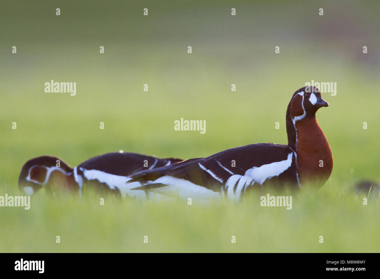 Roodhalsgans in weiland, Red-breasted Goose in meadow Stock Photo - Alamy