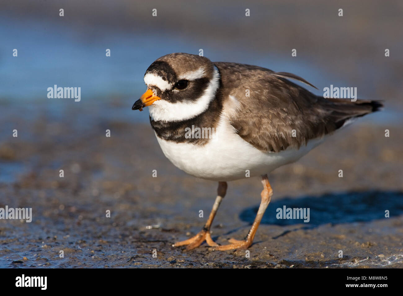 Adult common ringed plover hi-res stock photography and images - Alamy