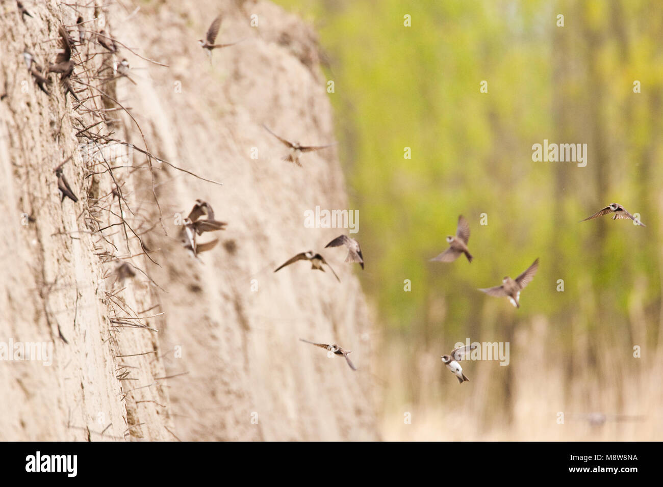 Oeverzwaluwen bij nestwand; Sand Martin at nest wall Stock Photo - Alamy