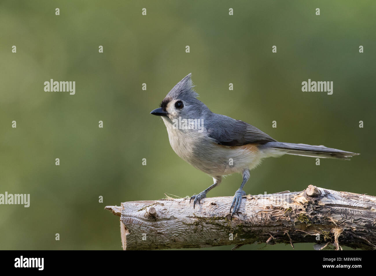 A male tufted titmouse Stock Photo - Alamy