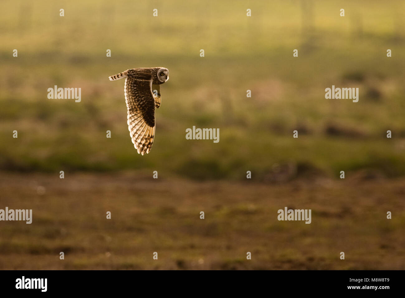 Velduil jagend; Short-eared Owl hunting Stock Photo - Alamy