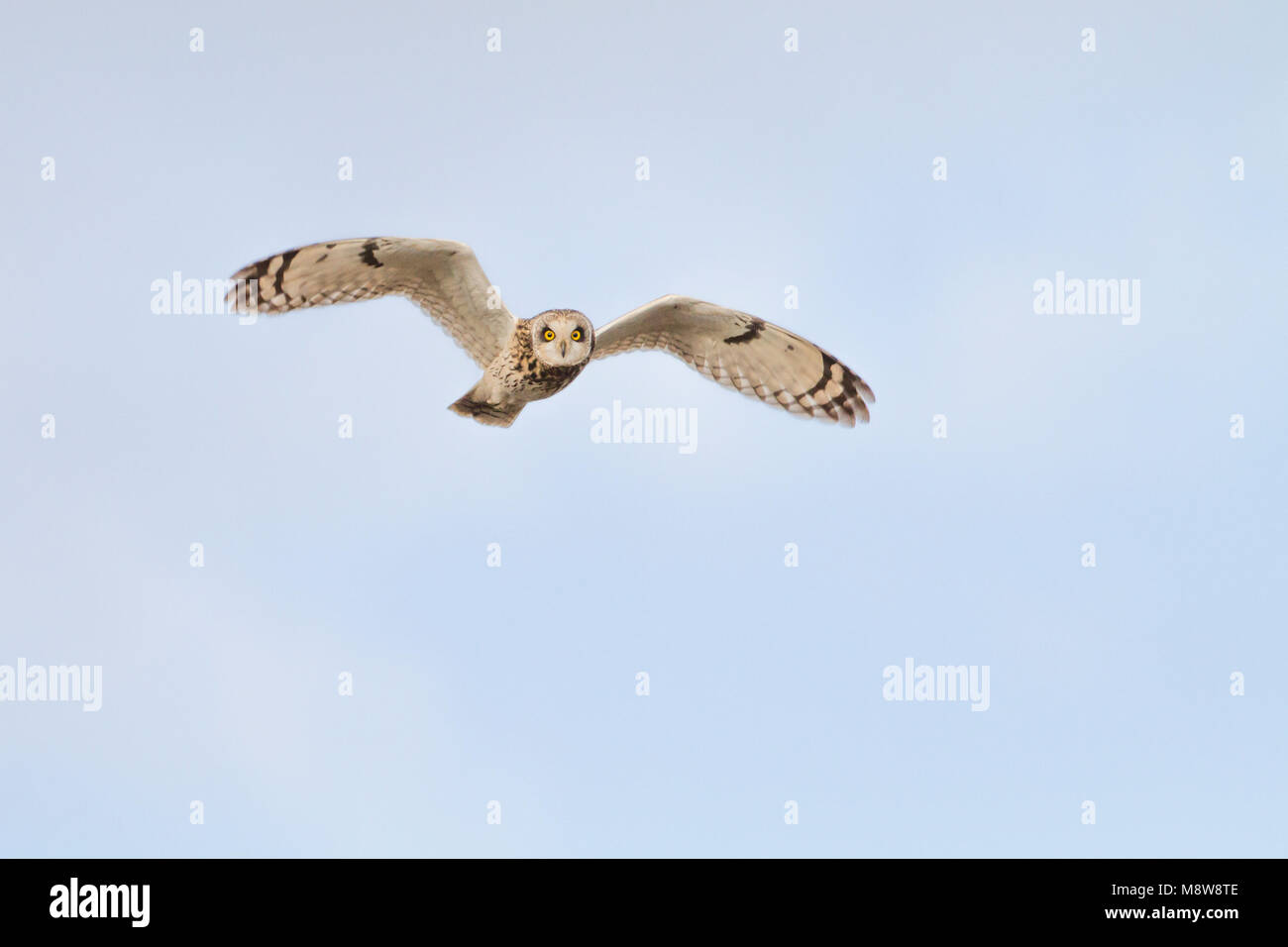 Velduil vliegend; Short-eared Owl flying Stock Photo - Alamy