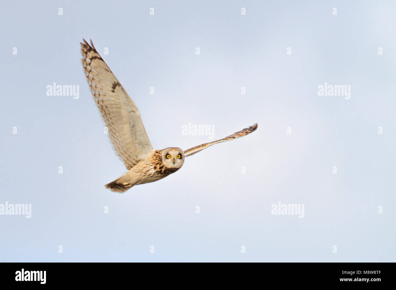 Velduil vliegend; Short-eared Owl flying Stock Photo - Alamy