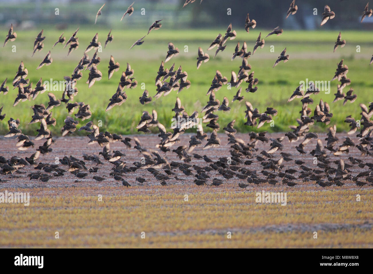 Zwerm hi-res stock photography and images - Alamy