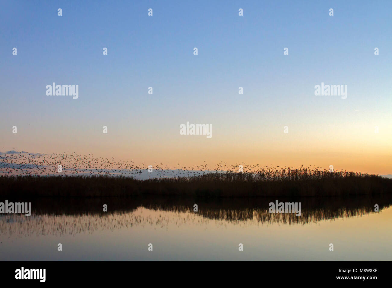 Zwerm spreeuwen vliegend boven rietkraag; Common Starling flock flying ...