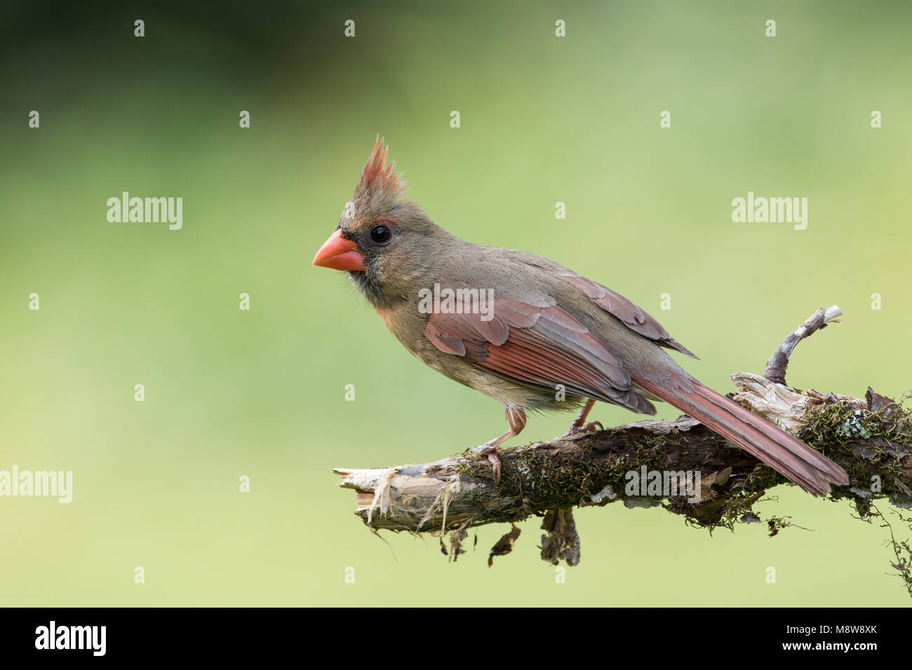 A female northern cardinal Stock Photo - Alamy