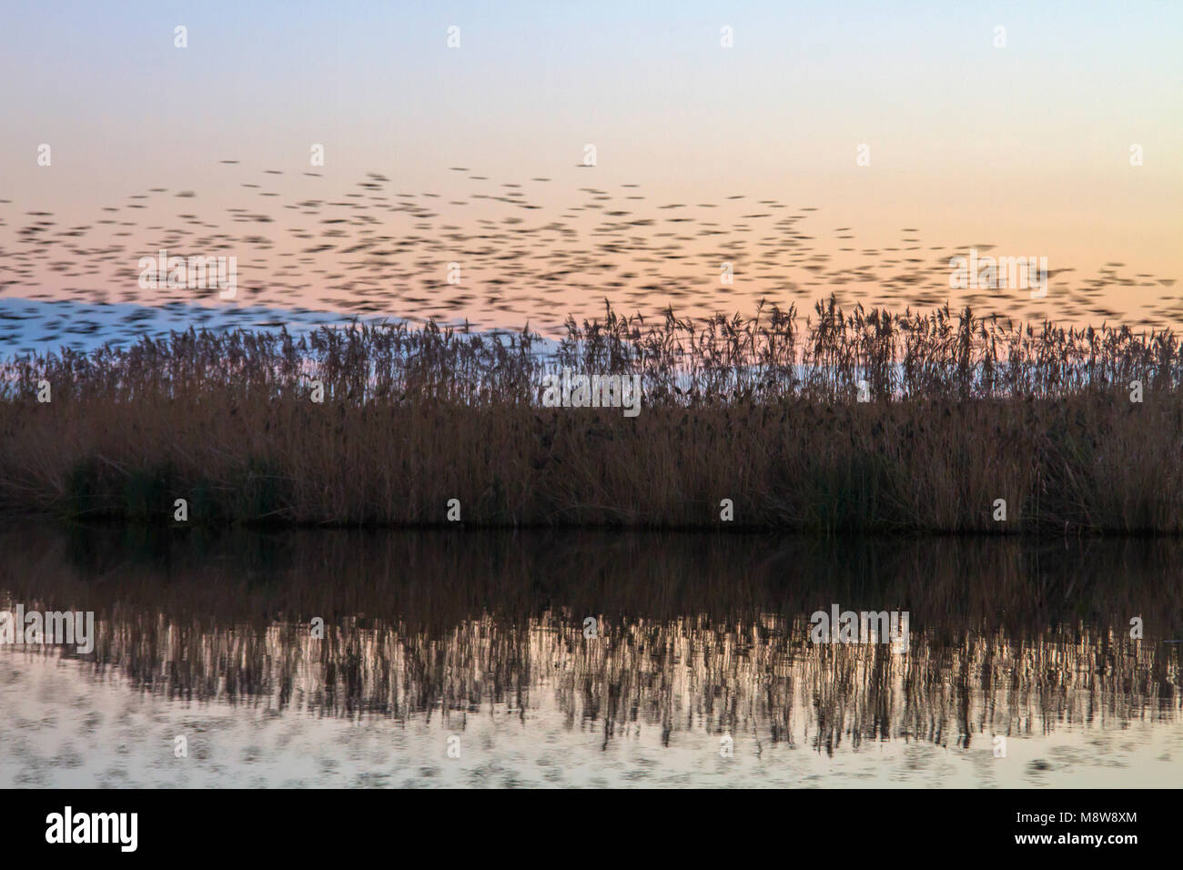 Zwerm spreeuwen vliegend boven krietkraag; Common Starling flock flying ...