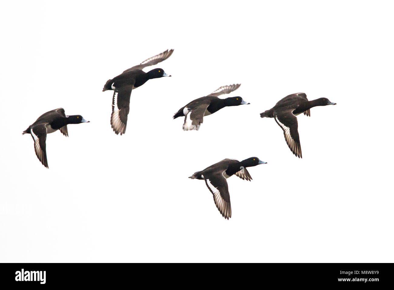 Kuifeend groep vliegend; Tufted Duck flock flying Stock Photo - Alamy