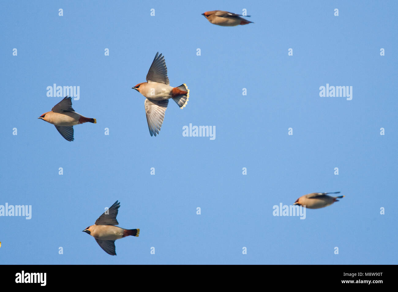 Bohemian waxwings hi-res stock photography and images - Alamy