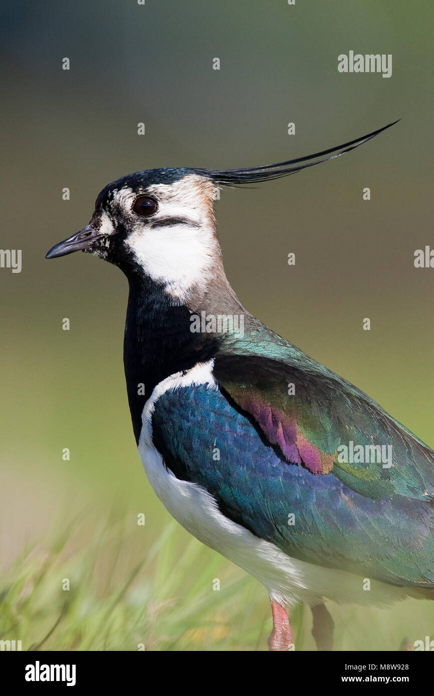 Close up northern lapwing bird hi-res stock photography and images - Alamy