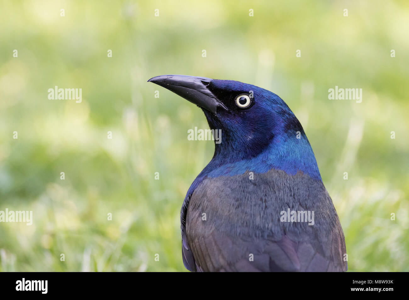 Portrait of male common grackle in mating plumage Stock Photo - Alamy