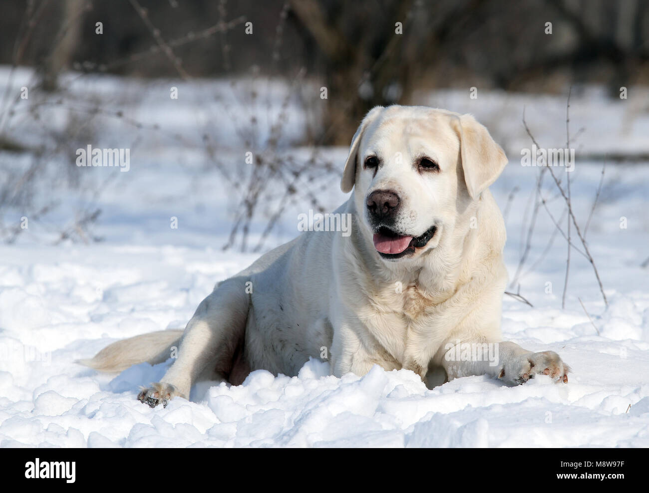 a yellow labrador in the snow in winter with portrait Stock Photo - Alamy