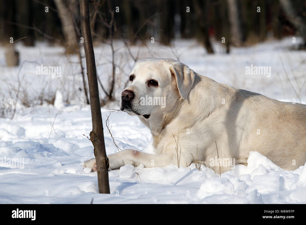 yellow labrador in the snow in winter with portrait Stock Photo - Alamy