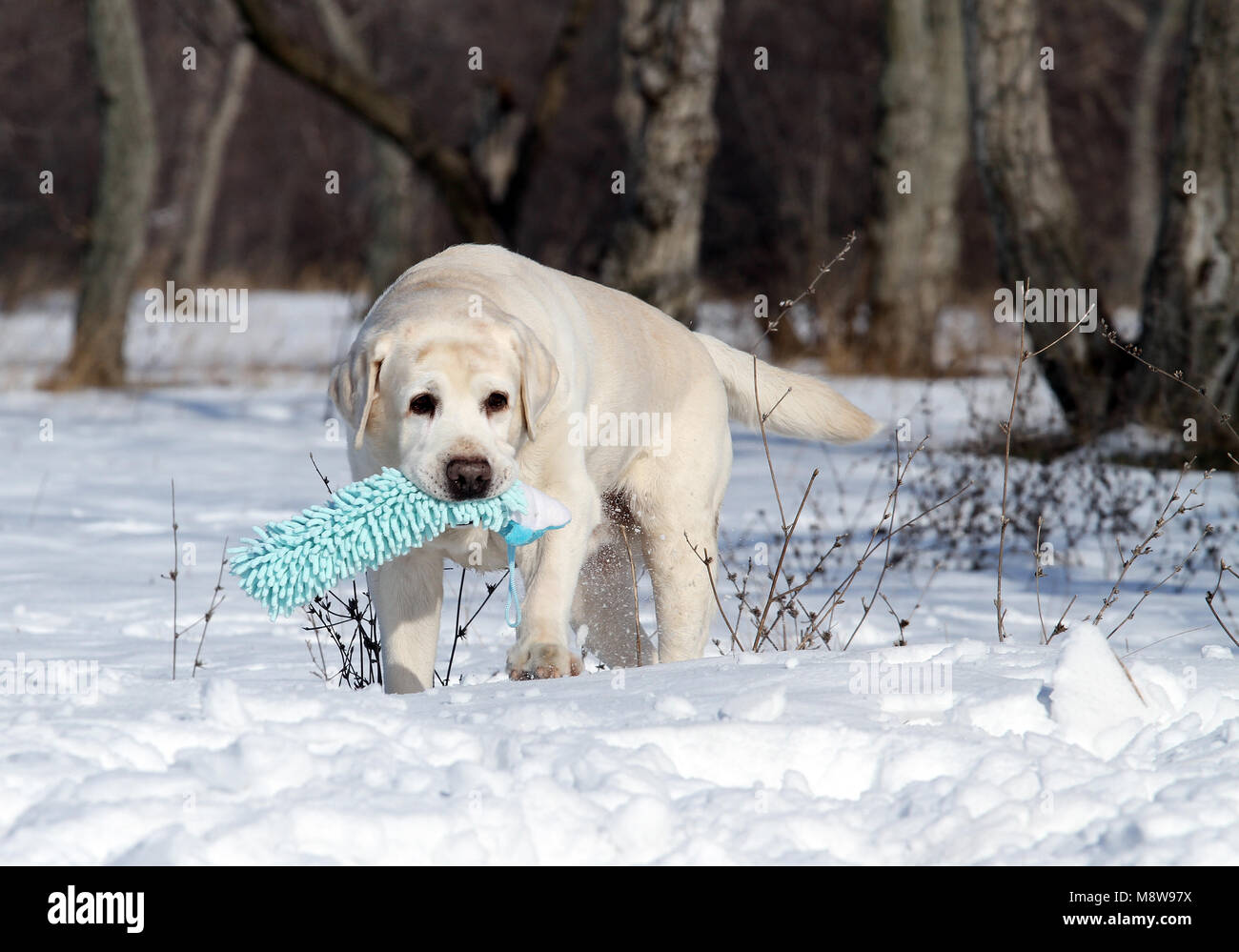 yellow labrador in the snow in winter with a toy portrait Stock Photo ...