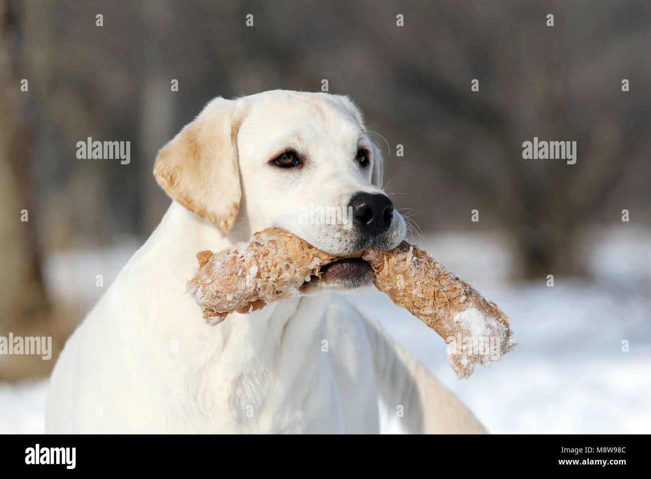 the cute yellow labrador in the snow in winter with a toy portrait ...
