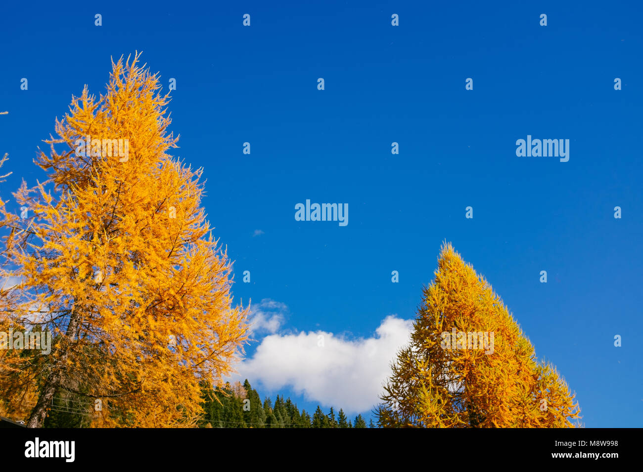 Beautiful larch colored with autumn colors in the mountains ...