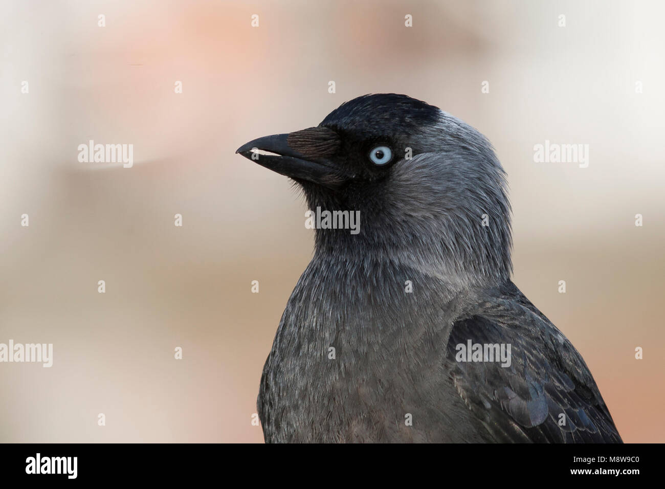 Jackdaw - Dohle - Corvus monedula ssp. monedula, Germany, adult Stock ...