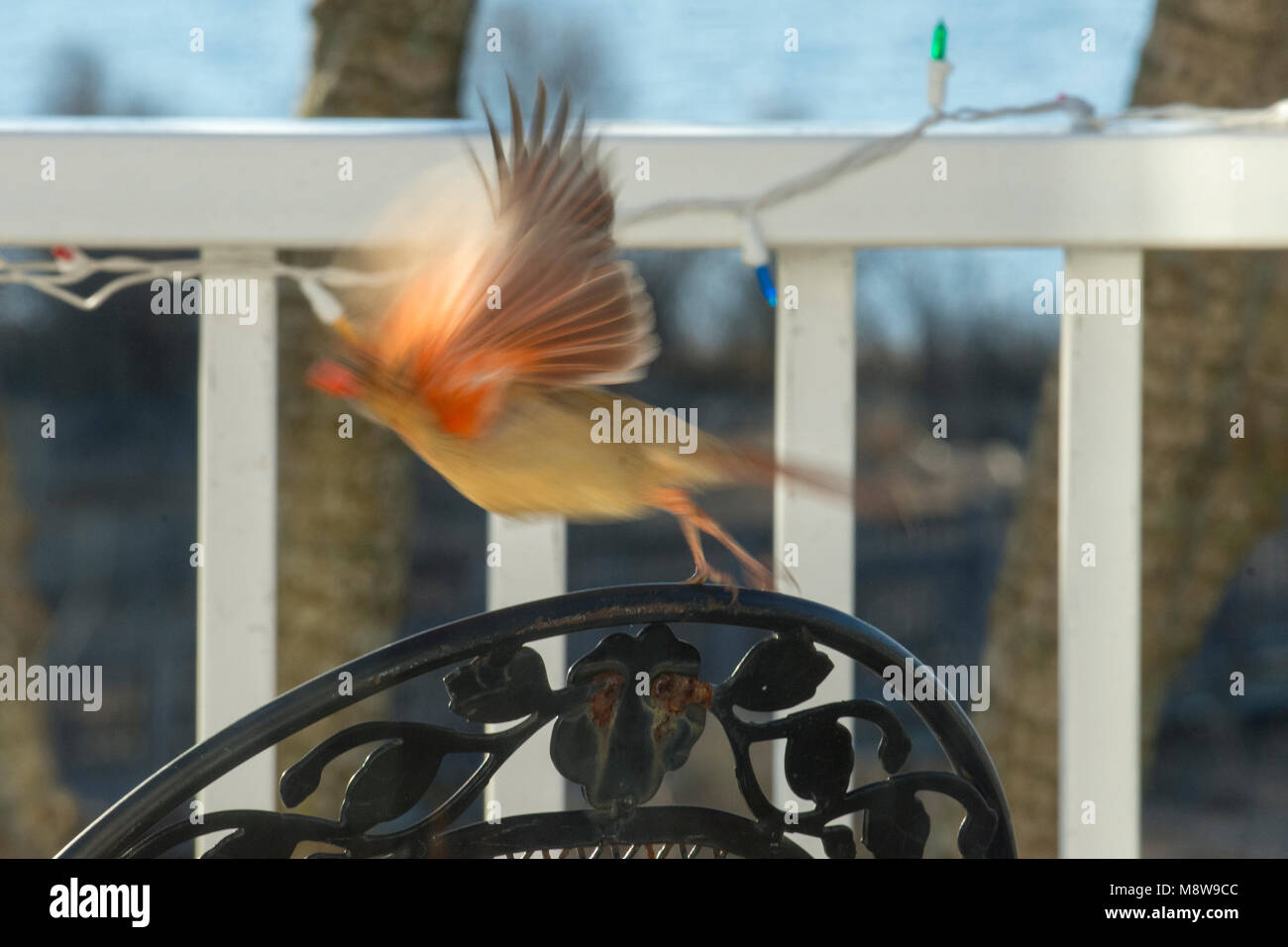 A female cardinal takes flight Stock Photo - Alamy