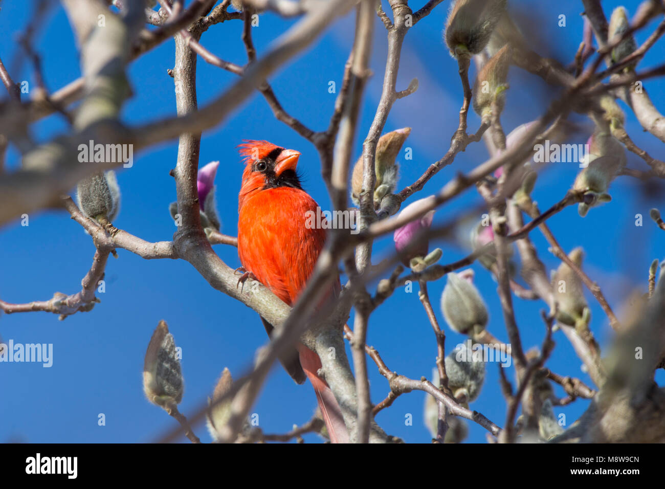 A bright red male cardinal bird sits in the branches of a budding ...