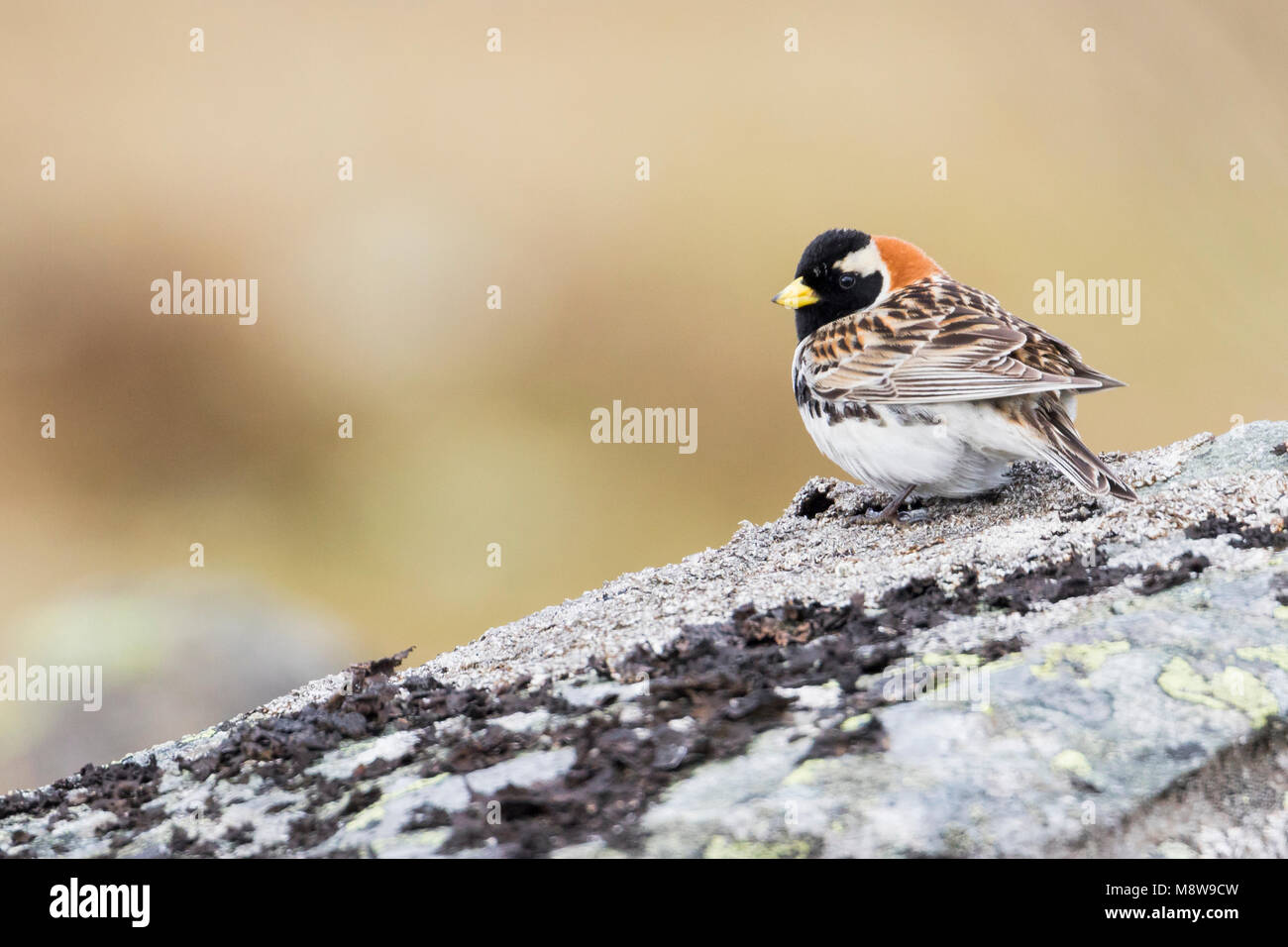 Lapland Longspur - Spornammer - Calcarius lapponicus ssp. lapponicus ...