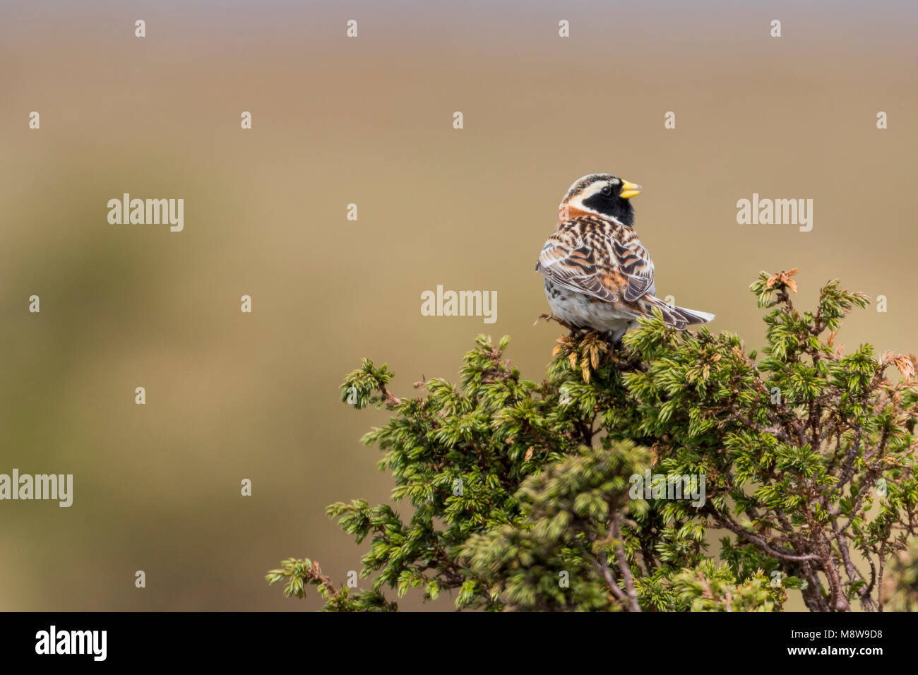 Lapland Longspur - Spornammer - Calcarius lapponicus ssp. lapponicus ...