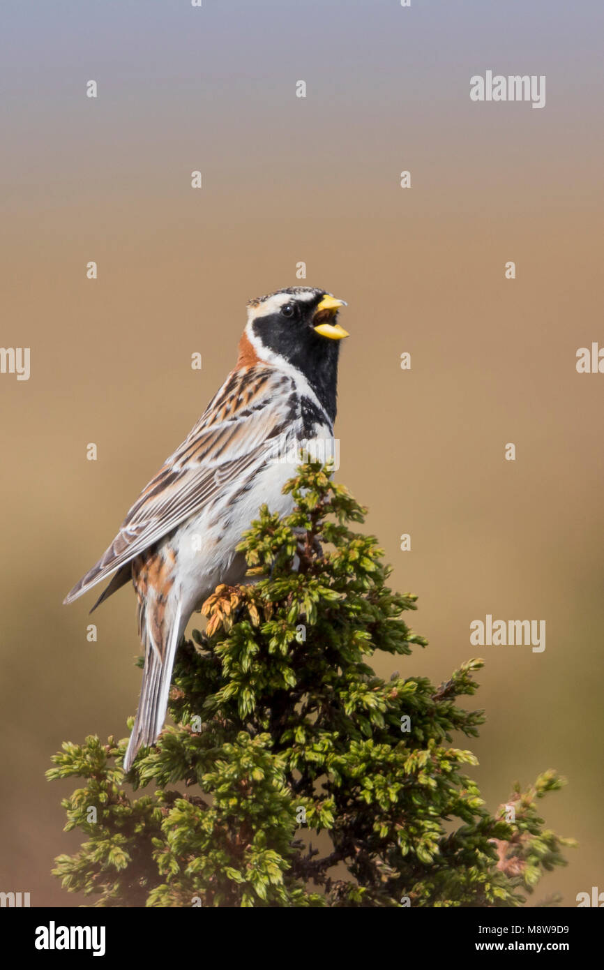 Lapland Longspur - Spornammer - Calcarius lapponicus ssp. lapponicus ...