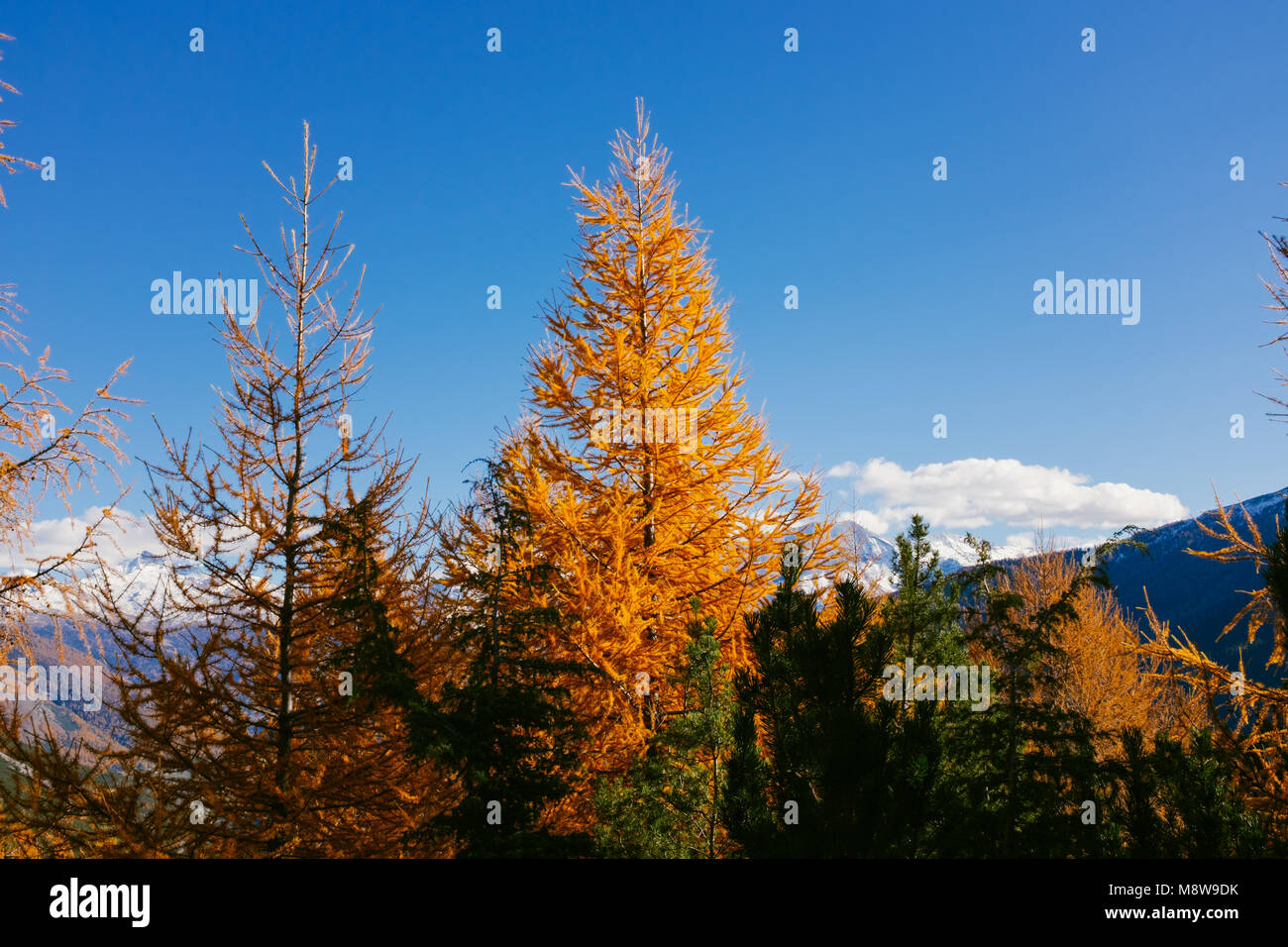 Beautiful larch colored with autumn colors in the mountains ...