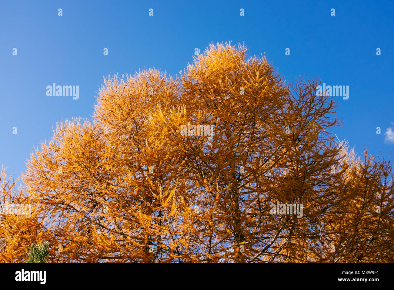 Beautiful larch colored with autumn colors in the mountains ...