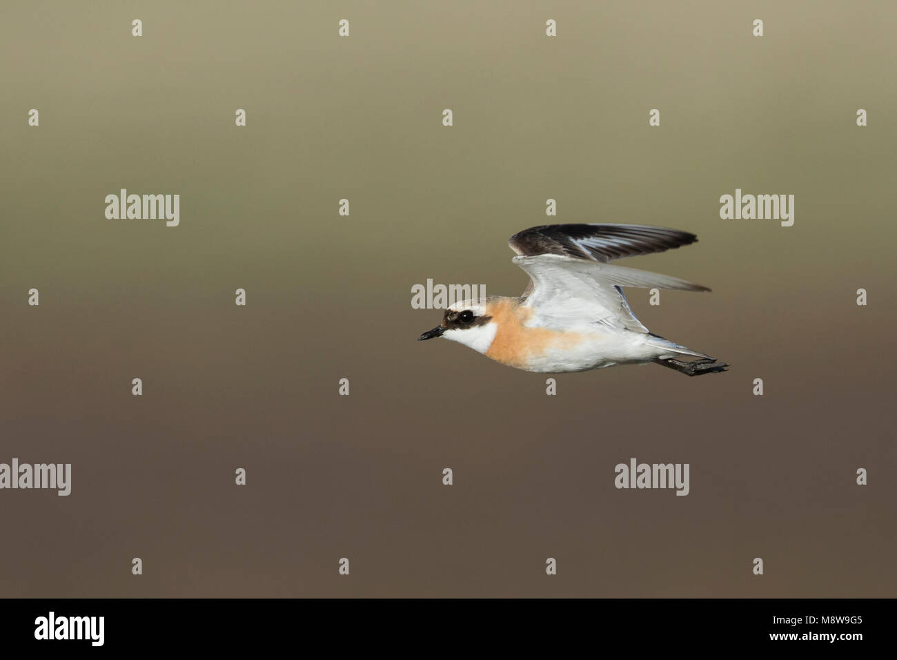 Lesser Sand Plover - Mongolenregenpfeifer - Charadrius mongolus ssp ...