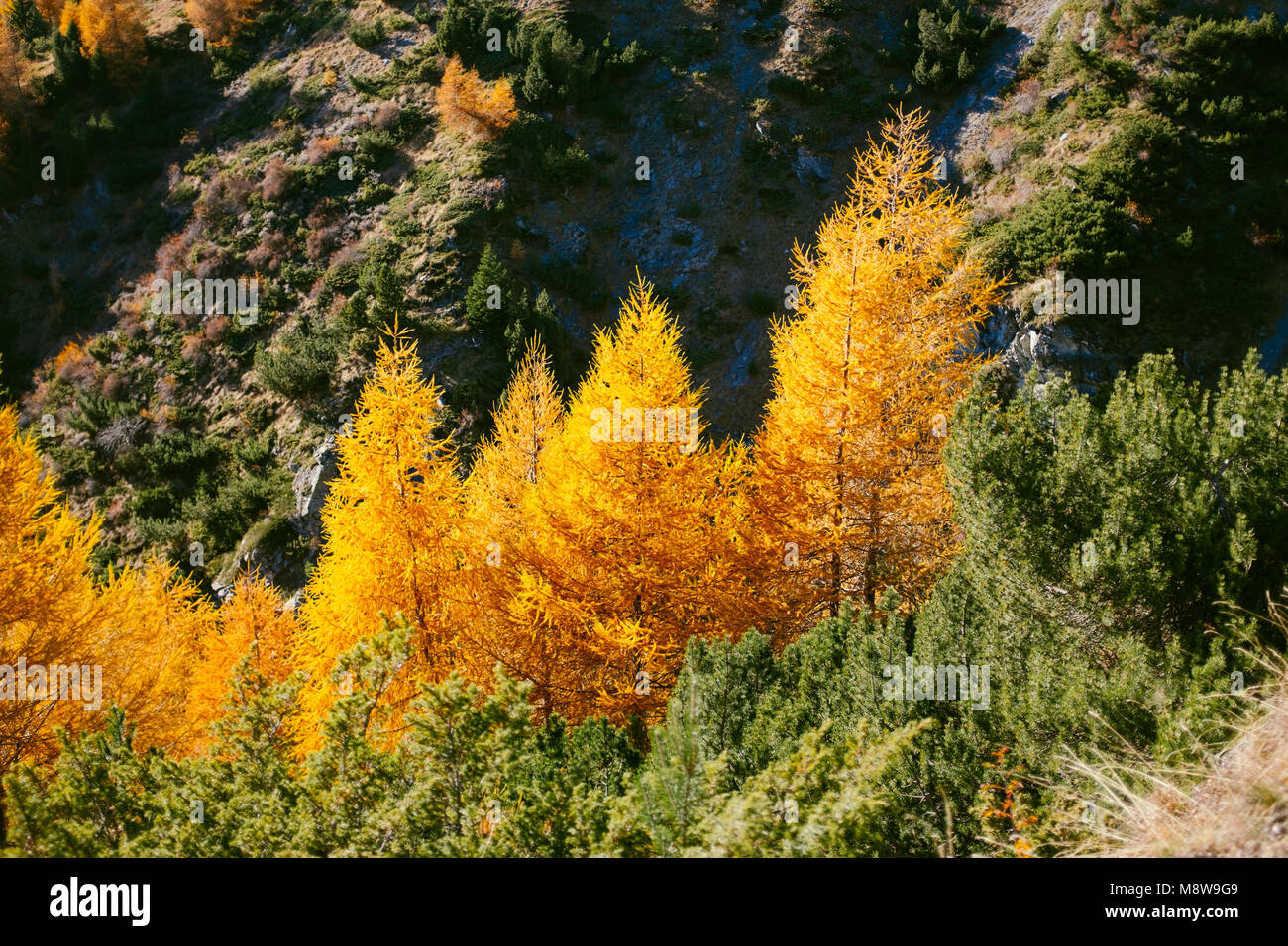 Beautiful larch colored with autumn colors in the mountains ...
