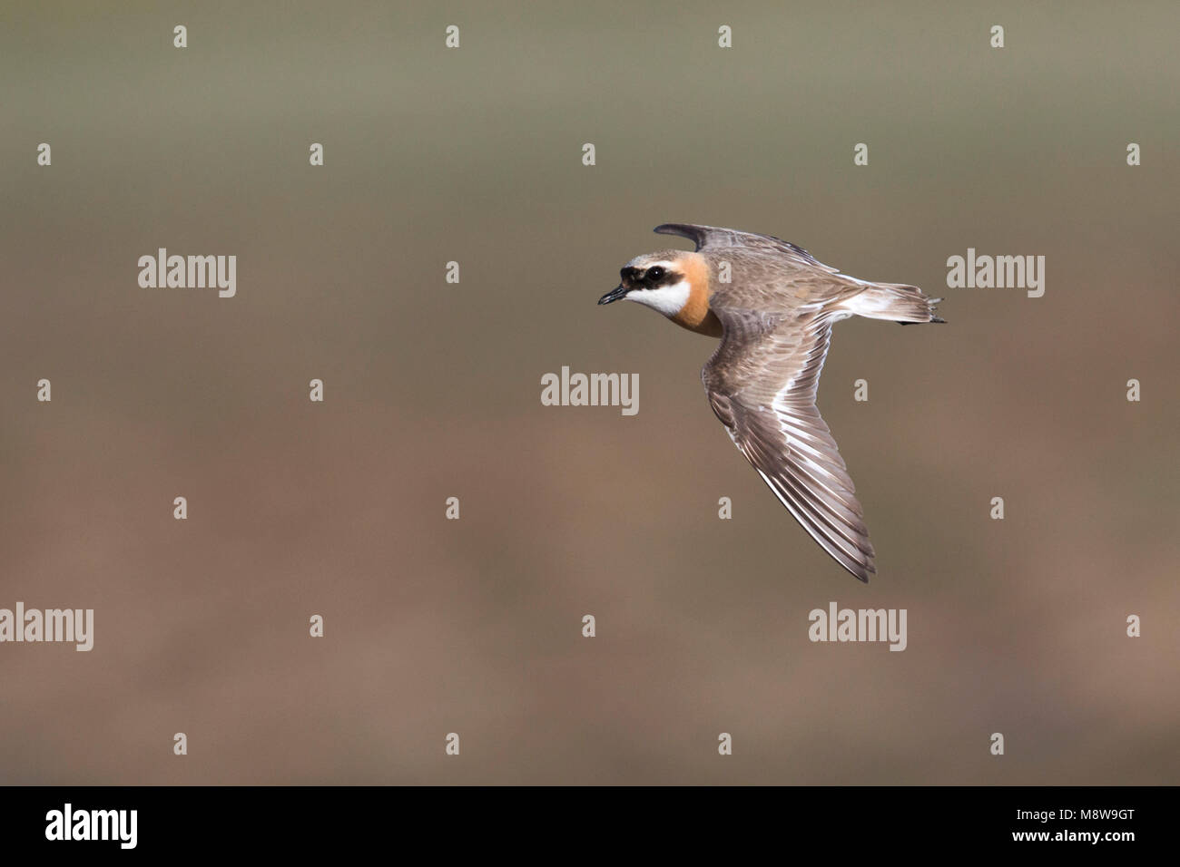 Lesser Sand Plover - Mongolenregenpfeifer - Charadrius mongolus ssp ...