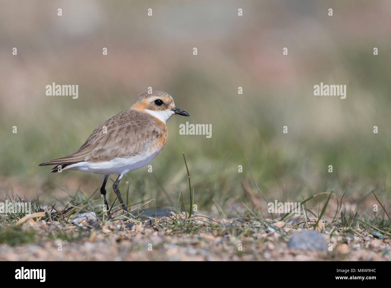 Lesser Sand Plover - Mongolenregenpfeifer - Charadrius mongolus ssp ...