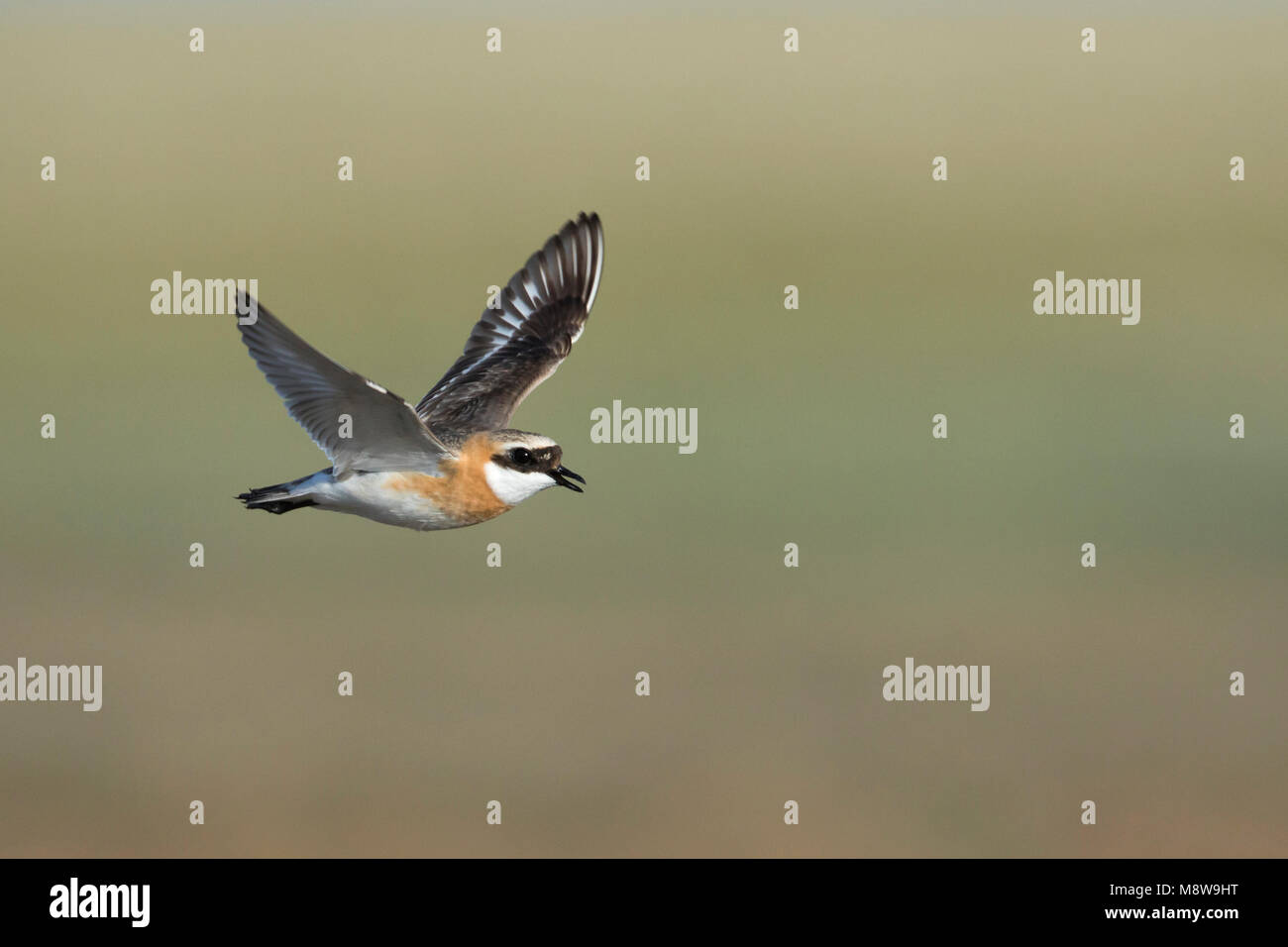 Lesser Sand Plover - Mongolenregenpfeifer - Charadrius mongolus ssp ...