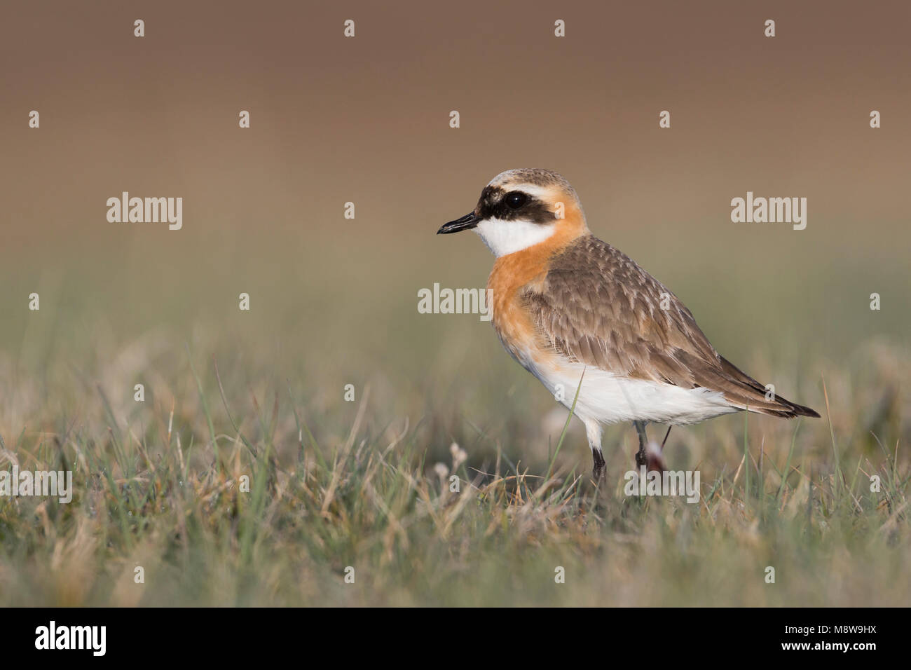 Lesser Sand Plover - Mongolenregenpfeifer - Charadrius mongolus ssp ...