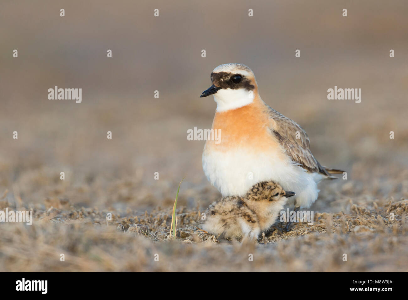 Lesser Sand Plover - Mongolenregenpfeifer - Charadrius mongolus ssp ...