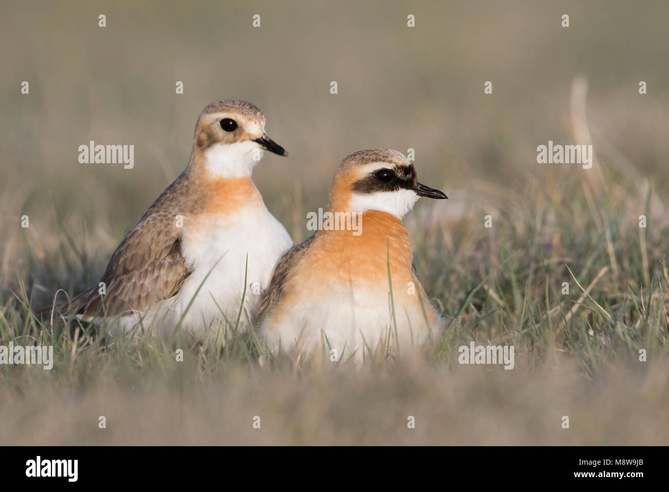 Lesser Sand Plover - Mongolenregenpfeifer - Charadrius mongolus ssp ...