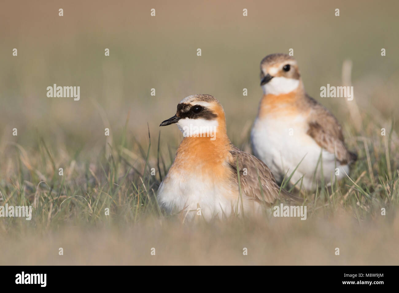 Lesser Sand Plover - Mongolenregenpfeifer - Charadrius mongolus ssp ...