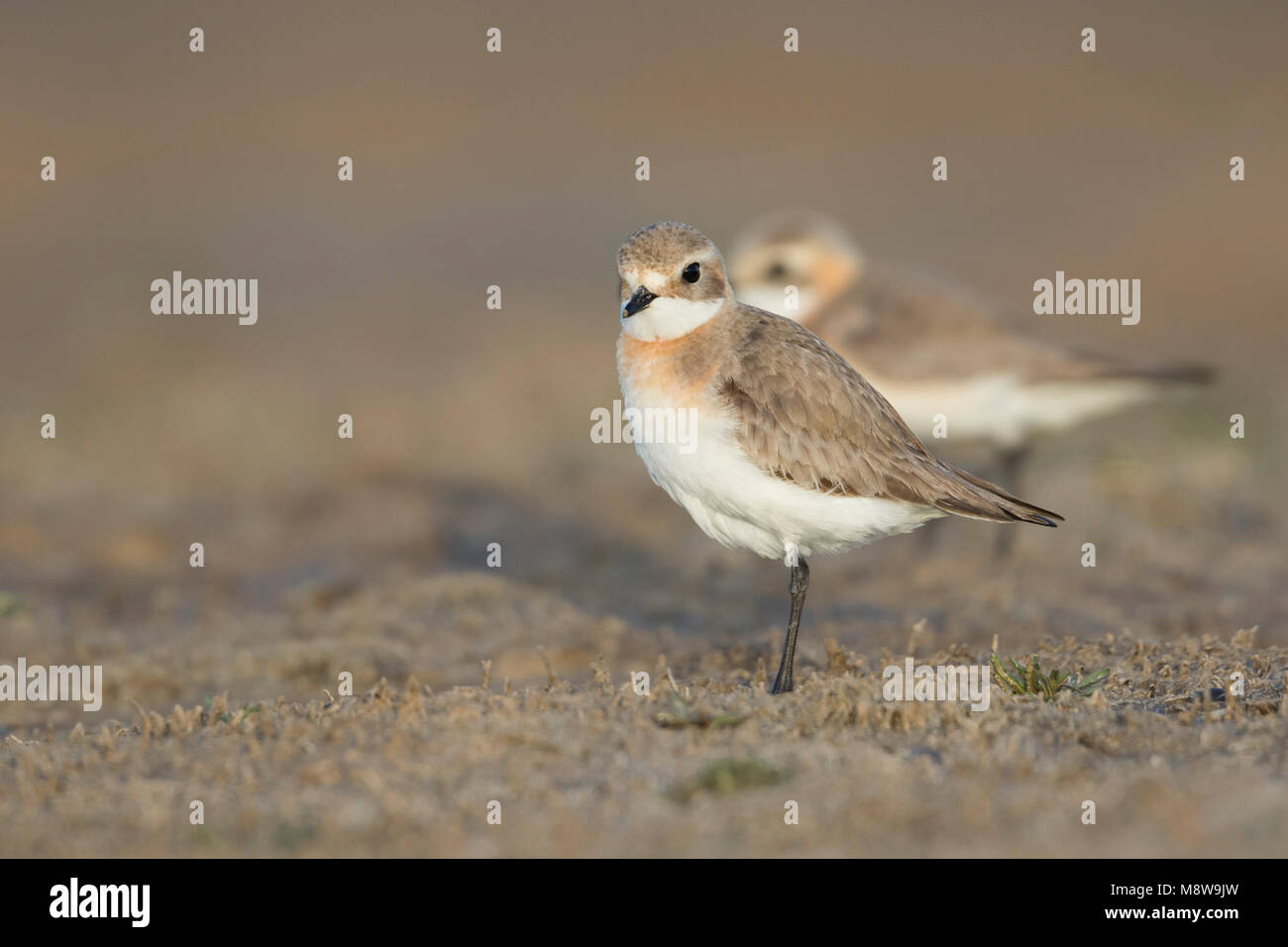 Lesser Sand Plover - Mongolenregenpfeifer - Charadrius mongolus ssp ...