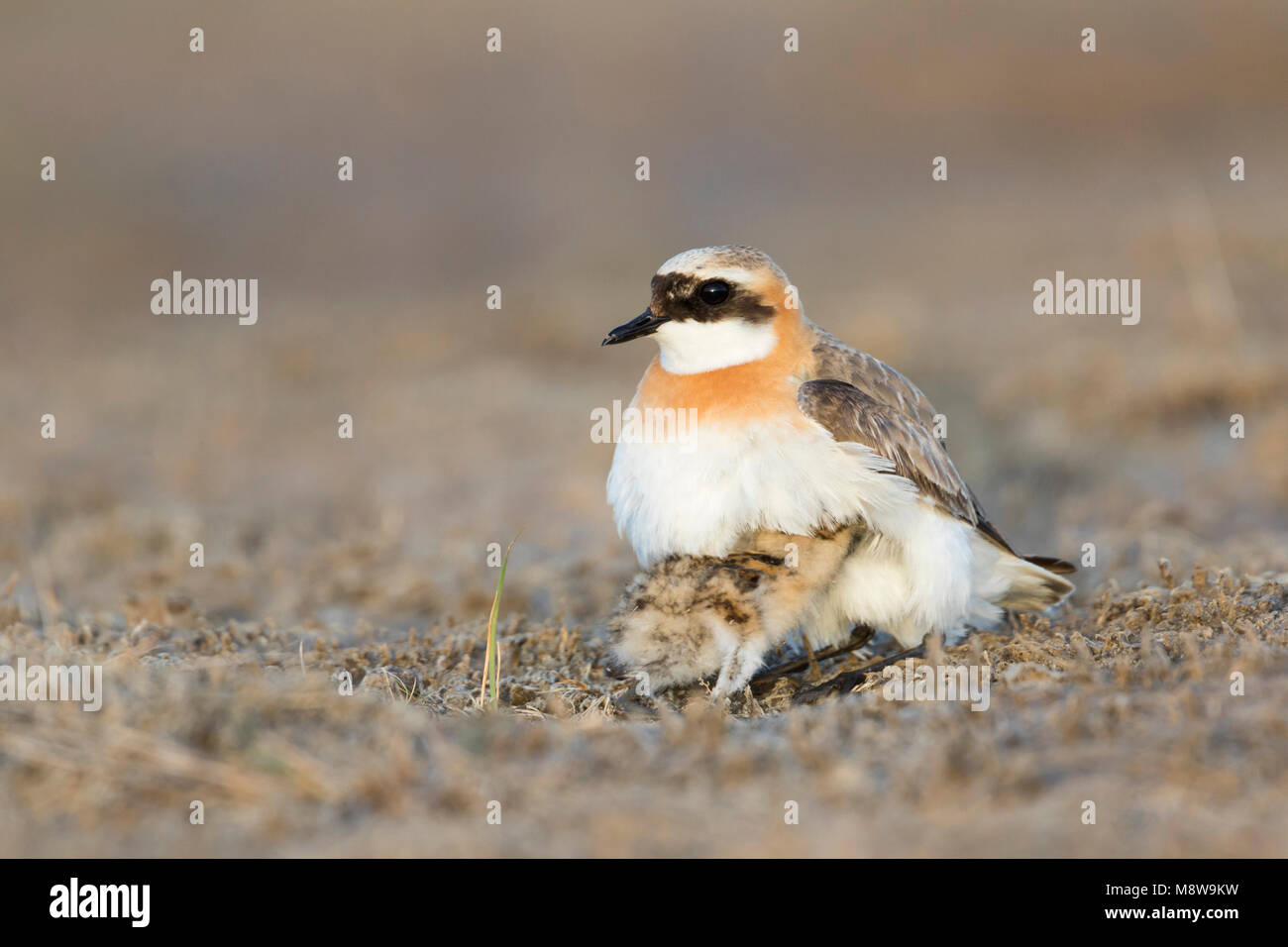 Lesser Sand Plover - Mongolenregenpfeifer - Charadrius mongolus ssp ...